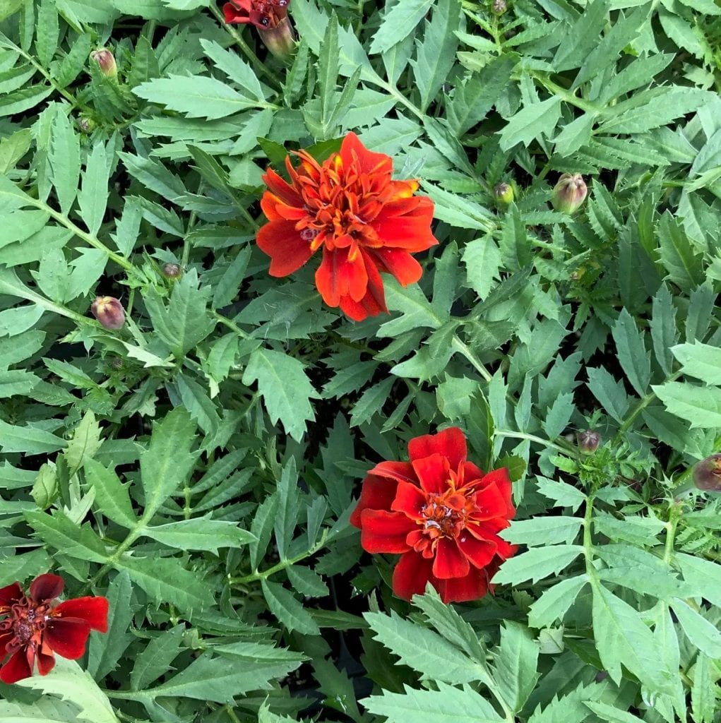 Fireball | Alabama Grown