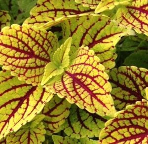 Coleosaurus | Alabama Grown