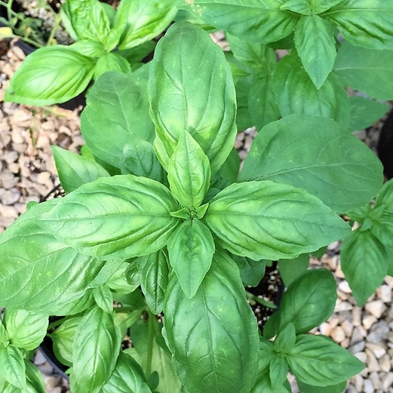 Basil, Sweet Italian | Alabama Grown