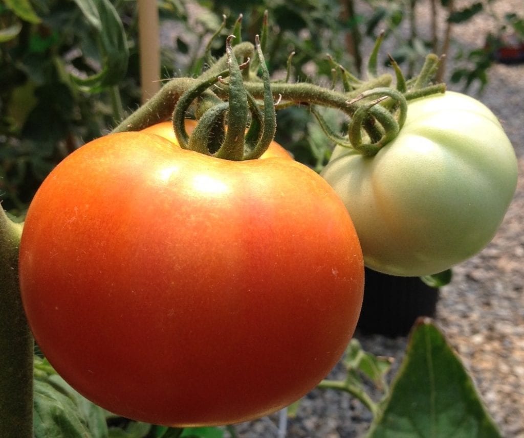 Atkinson | Alabama Grown