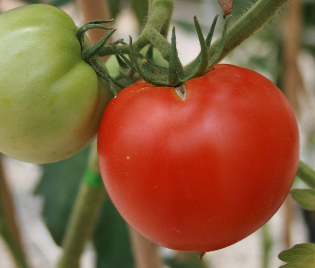 Park's Whopper | Alabama Grown