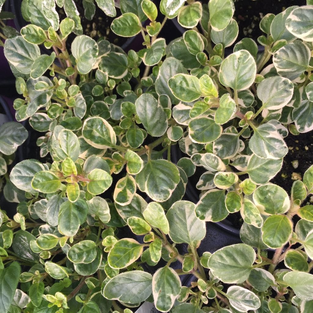 Oregano, Variegated | Alabama Grown