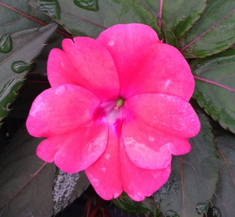 Sunpatien Compact Deep Rose | Alabama Grown