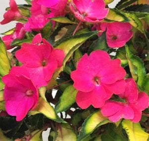 Sunpatien Compact Tropical Rose | Alabama Grown