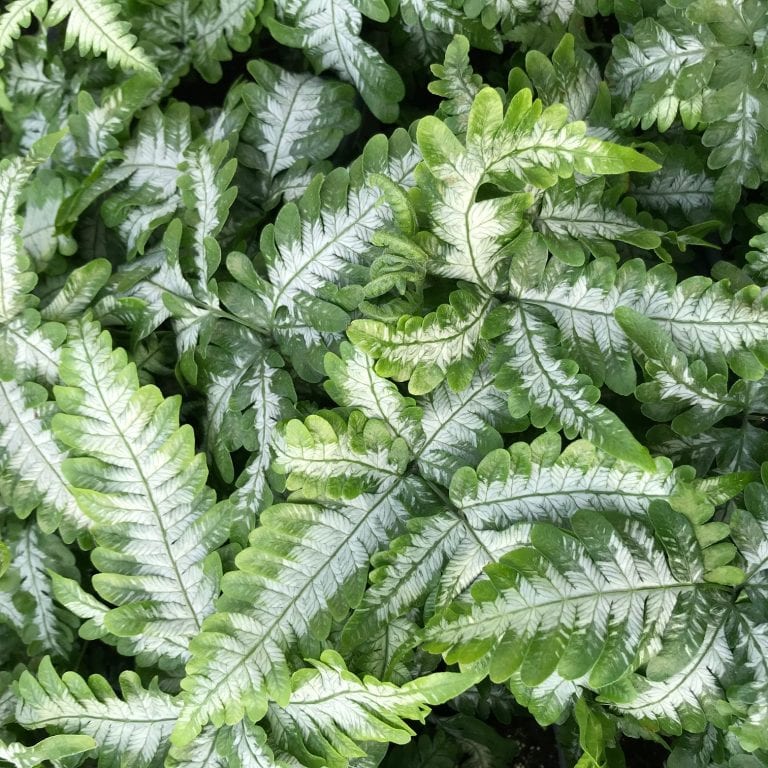 Pteris ensiformis, Silver Lace – Alabama Grown