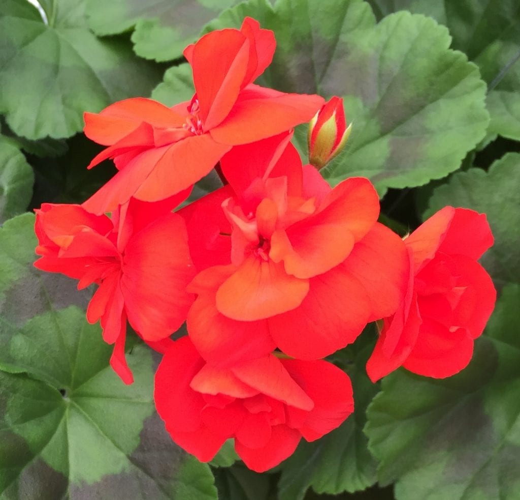 Americana Red – Alabama Grown
