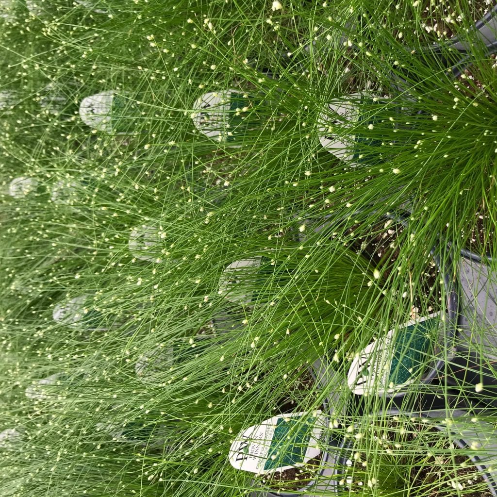 Graceful Grasses Fiber Optic – Alabama Grown