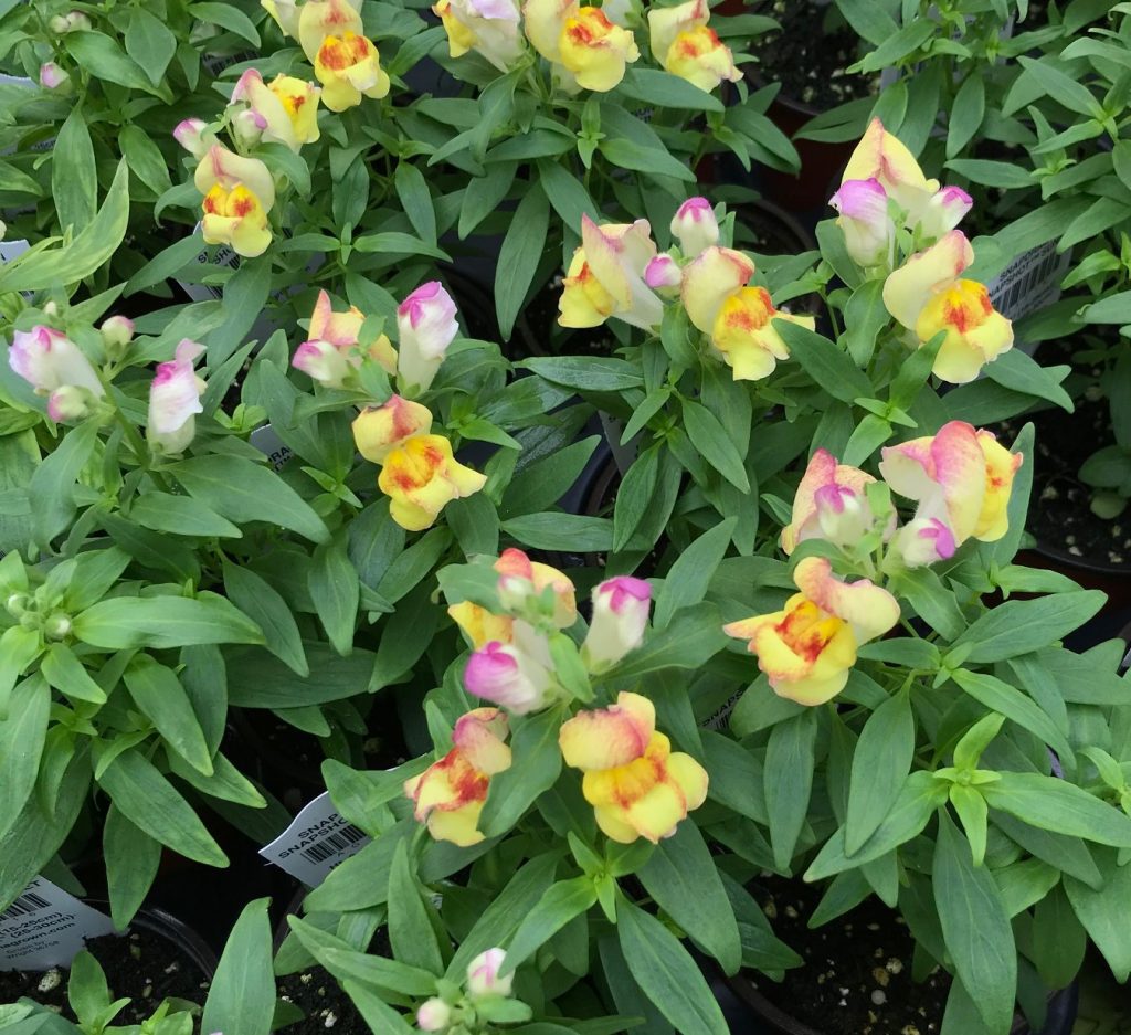 Snapshot Sunset | Alabama Grown