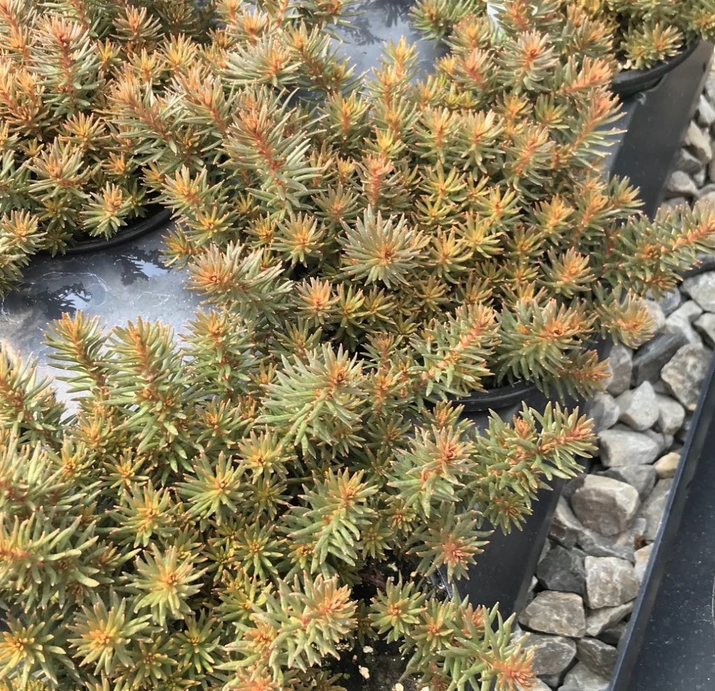 Sedum hakonense, Chocolate Ball – Alabama Grown