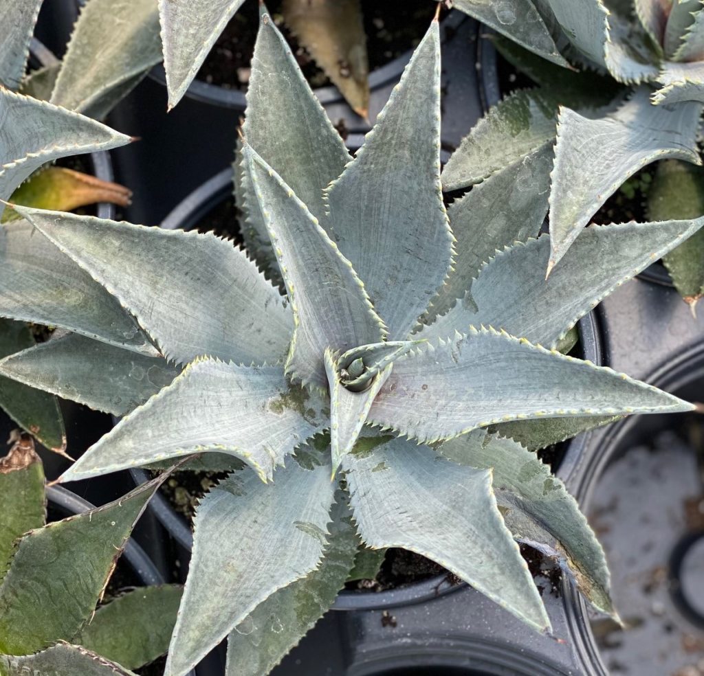 Mangave, Silver Fox | Alabama Grown