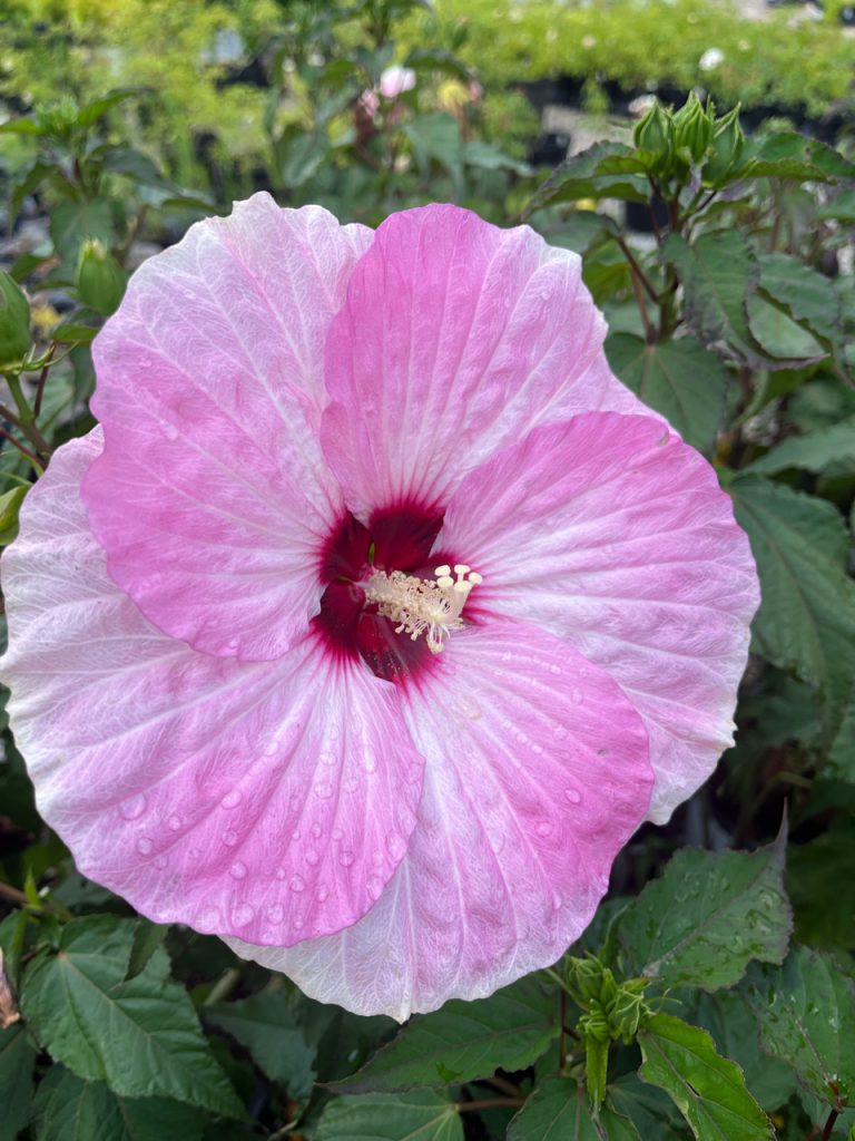 Hibiscus, Spinderella – Alabama Grown