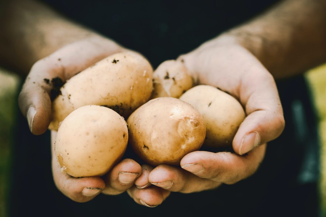 Planting and Growing Potatoes in Alabama – Alabama Grown